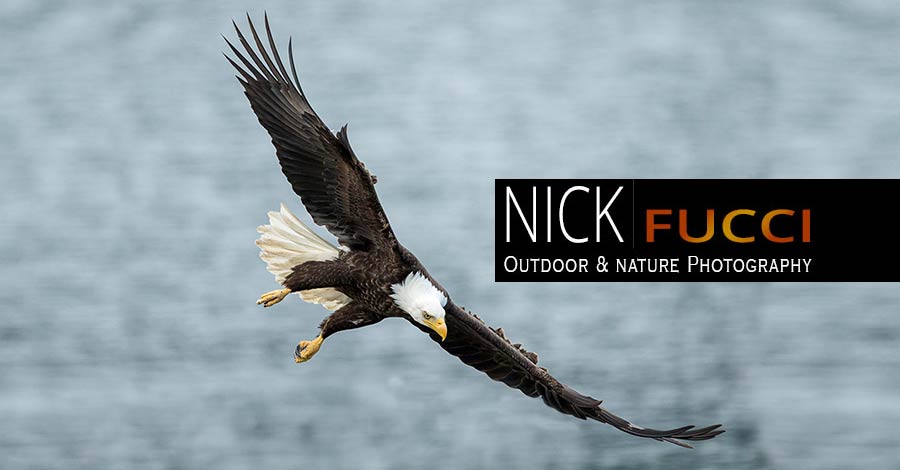Nick Fucci | About